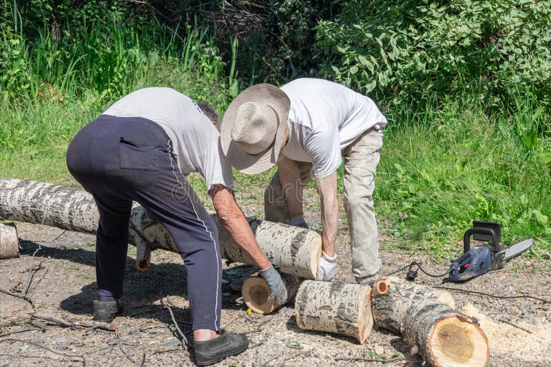 Two Men Work Together To Cut a Log into Sections Using a Chainsaw in a ...