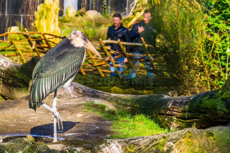 Two Men Visiting the Zoo and Looking at a Marabou Stork, Popular Zoo ...