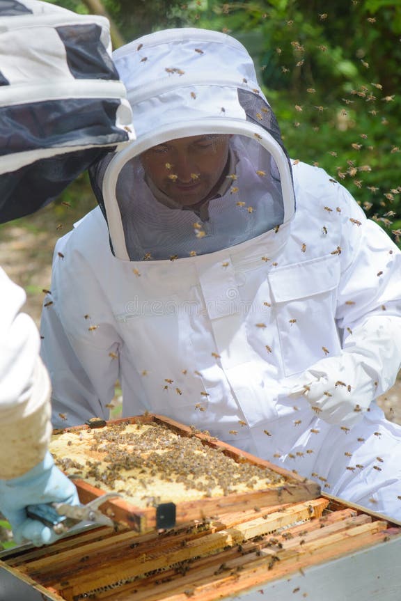 Two Men Working on Bee Hive Stock Image - Image of apiculture ...