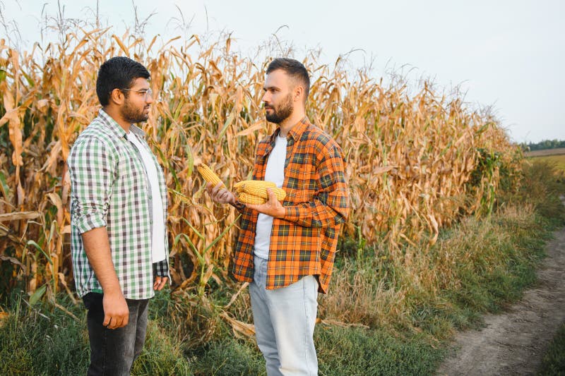 Two Men Working in the Field Together Stock Image - Image of farming ...