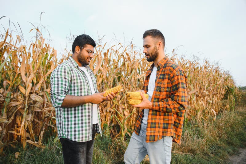 Two Men Working in the Field Together Stock Image - Image of corn ...