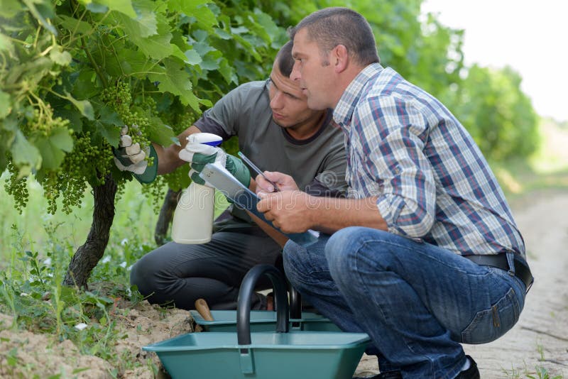 Two Men Working in Line Vineyard Stock Photo - Image of branch ...