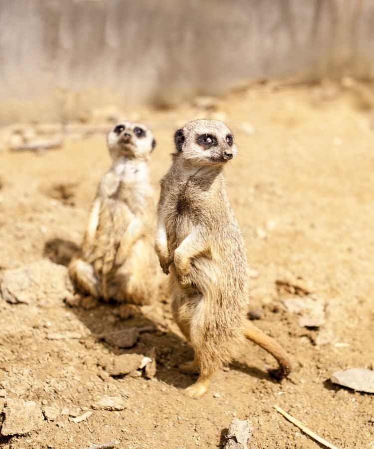 Two Mere Cats Standing on Look Out Stock Image - Image of potential ...