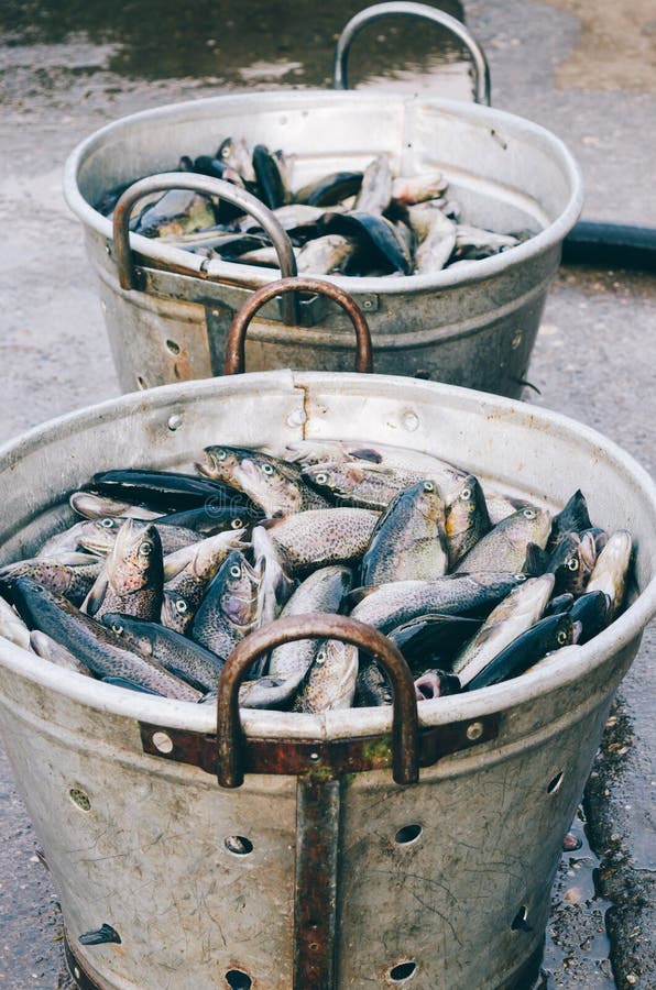Two Metal Buckets Full with Fish. Stock Photo - Image of eating, bucket ...