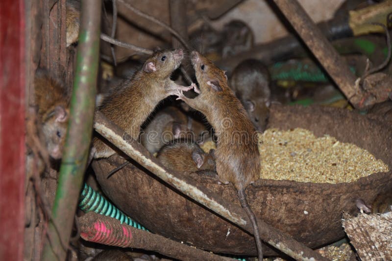 Two mice fight each other stock photo. Image of mice - 168112198