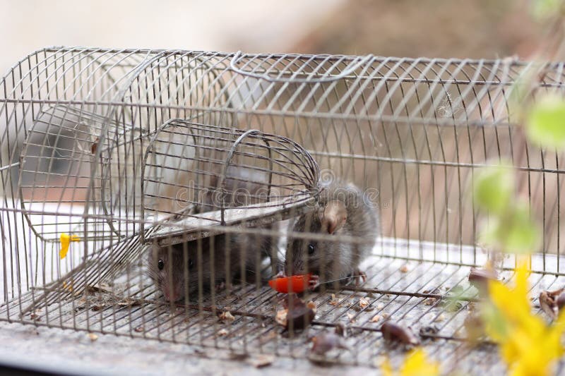 Two Mice Trapped in Old Cage Eating a Tomato Stock Image - Image of ...