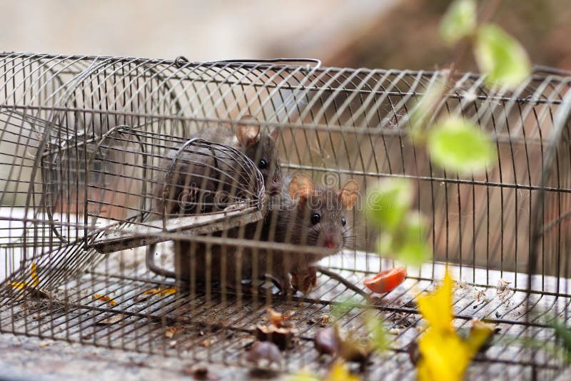 Two Mice Trapped in Old Cage Near Some Food Stock Image - Image of cute ...