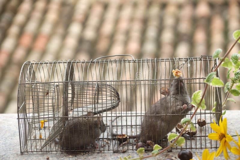 Two Mice Trapped in Old Cage, One Standing for Eating Stock Photo ...