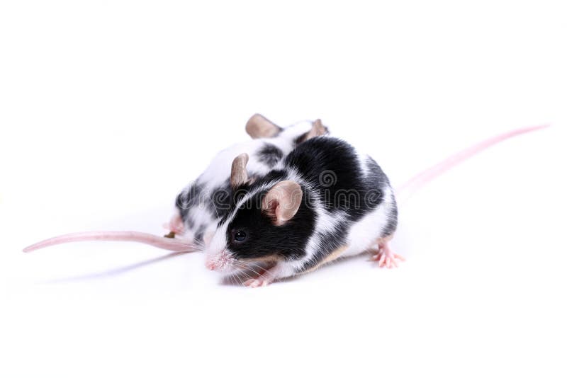 Couple of mice stock image. Image of mouse, cute, flirt - 1679791
