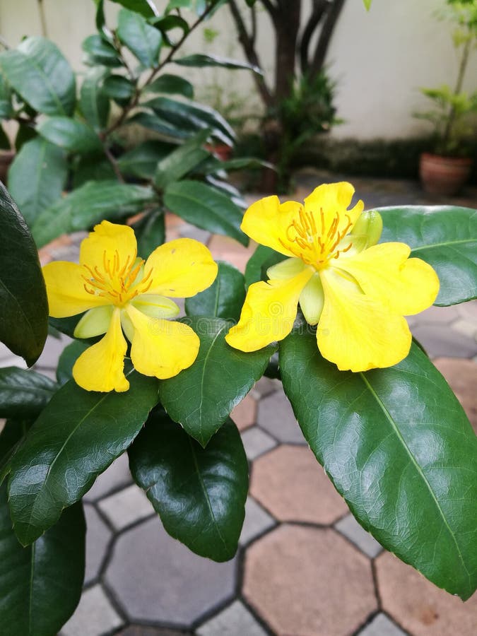 Mickey Mouse Flowers on Tree Stock Image - Image of mouse, background ...