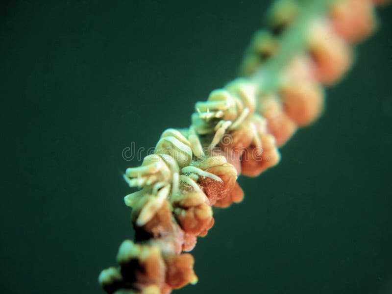 Two micro white shrimp stock image. Image of petal, green - 290617293