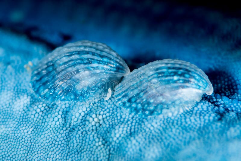 Blue Seashell stock photo. Image of marine, background - 12769122