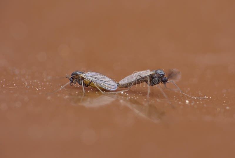Midges stock photo. Image of midge, kingdom, entomology - 163494342