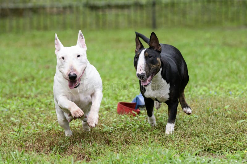 Two Mini Bull Terriers Running and Playing Outside Stock Photo - Image ...