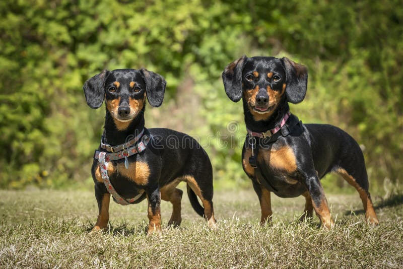 Two Mini Dachshunds Standing and Looking at the Camera in a Field Stock ...