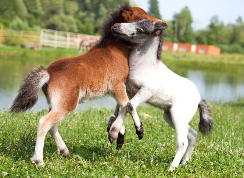 Two Mini Horses Falabella Playing on Meadow, Bay and White, Selective ...