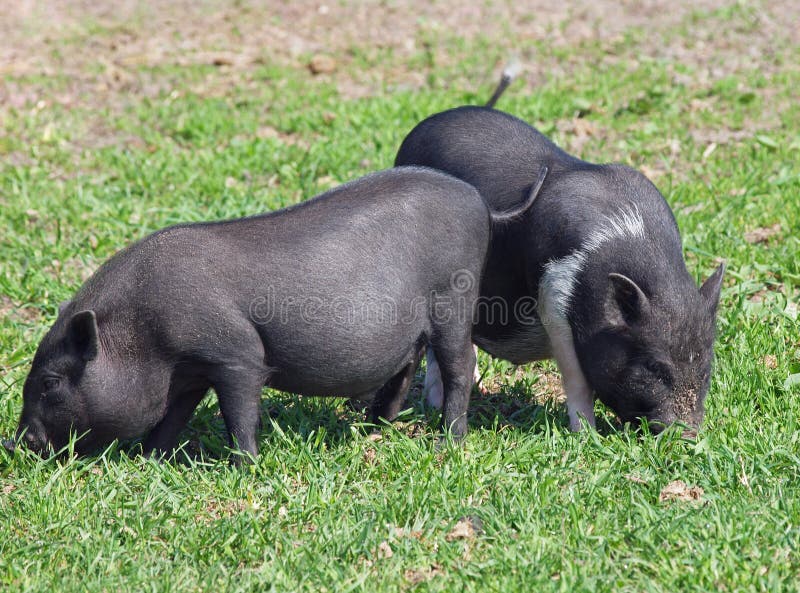 Two mini pigs on pasture stock photo. Image of agriculture - 40111572