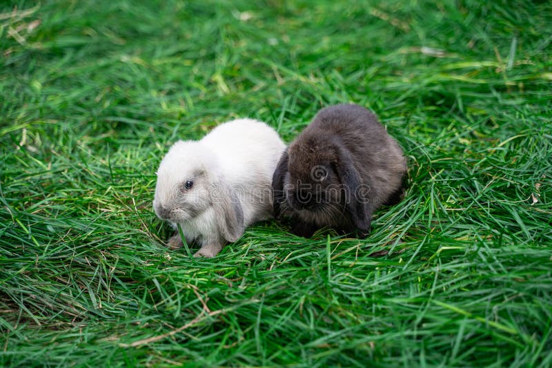 Two Mini Rabbits Dutch Ram Sit on Green Grass on Sunny Day before ...
