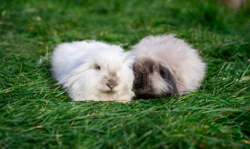 Two Mini Sized Dwarf Fold Ram Rabbit Lie on Green Grass on a Sunny Day ...