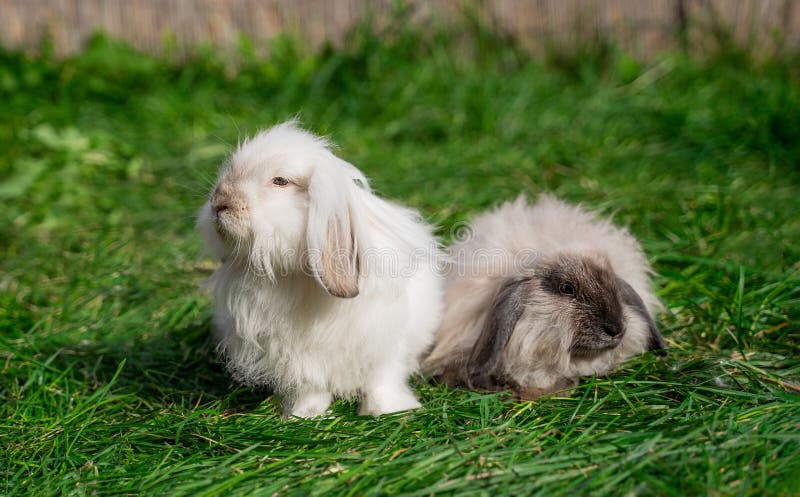 Two Mini Sized Dwarf Fold Ram Rabbit Sit on Green Grass on a Sunny Day ...