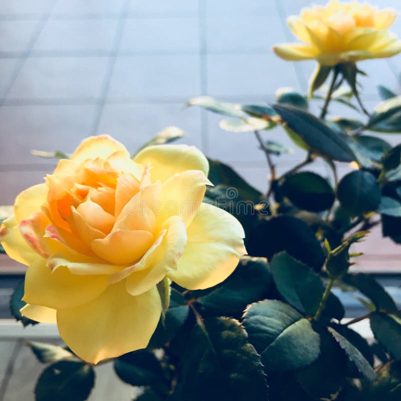 Two Mini Yellow Roses in Full Bloom Stock Photo - Image of bloom ...