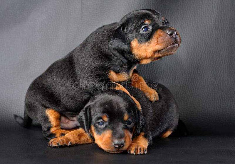 Two Miniature Pinscher Puppies Stock Photo - Image of cute, attentive ...
