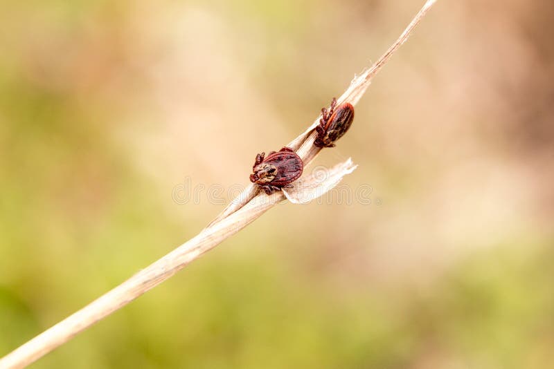 Two Mites Sitting on the Stick in the Forest. Stock Photo - Image of ...