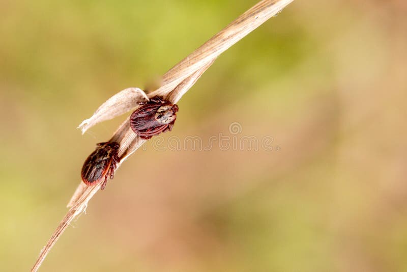 Tick on stick stock photo. Image of bugs, parasites, fingers - 1030876 Tick on stick stock photo. Image of bugs, parasites, fingers - 1030876