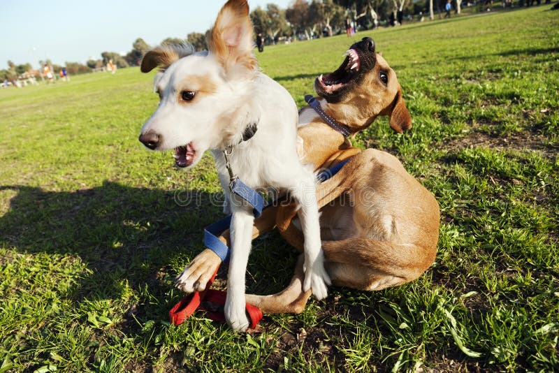 Two Dogs Playing in Park stock photo. Image of playing - 30074784