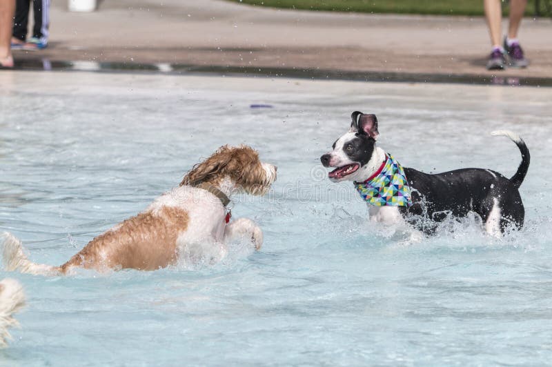Two Mixed Breed Dogs Playing in a Swimming Pool Stock Photo - Image of ...