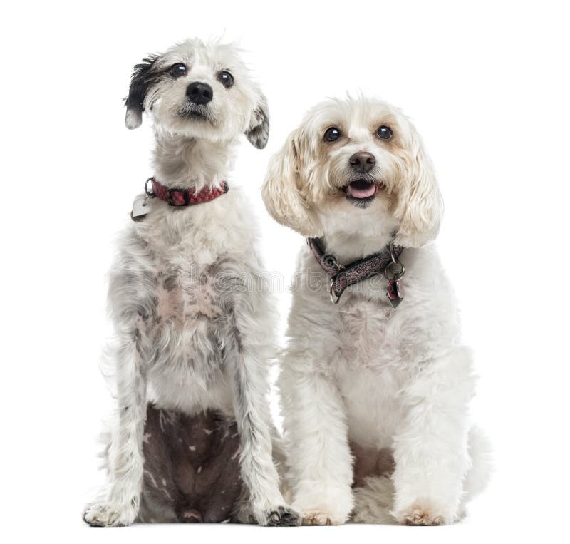 Two Mixed-breed Dogs, Sitting Together Stock Photo - Image of studio ...