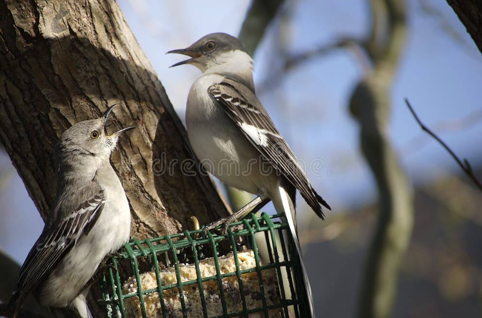 Two Mockingbirds Fighting stock photo. Image of competition - 13630350