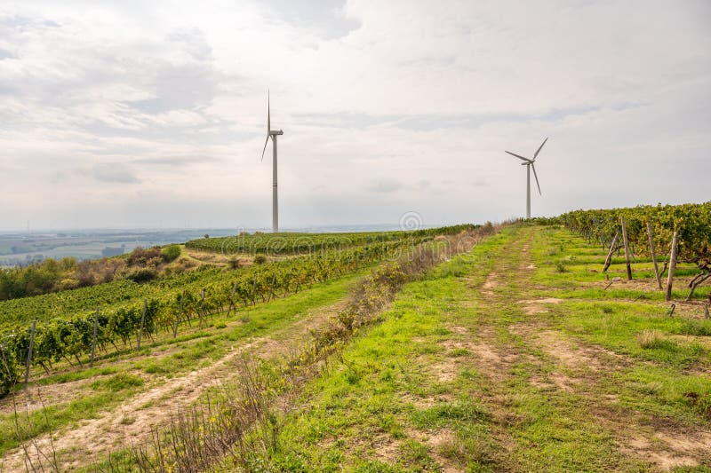 Two Modern Wind Turbines Renewable Energy on Top of a Vineyard with ...