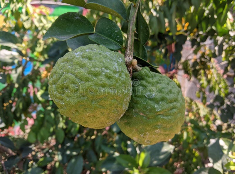 Two Mojo Fruit Tropical Plant in the Garden Stock Photo - Image of mojo ...