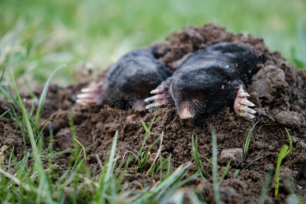 Two Mole Crawling Out of Molehill Above Ground. Strong Front Paws Used ...