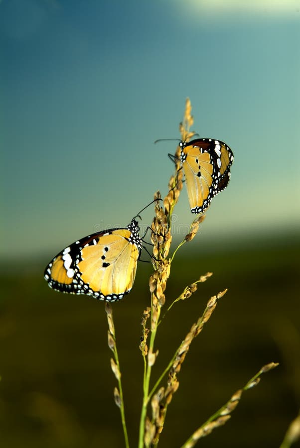 Two numata butterflies stock photo. Image of wings, flowers - 4226272