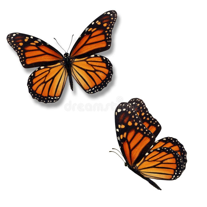 Two monarch butterfly stock image. Image of open, yellow - 145828141