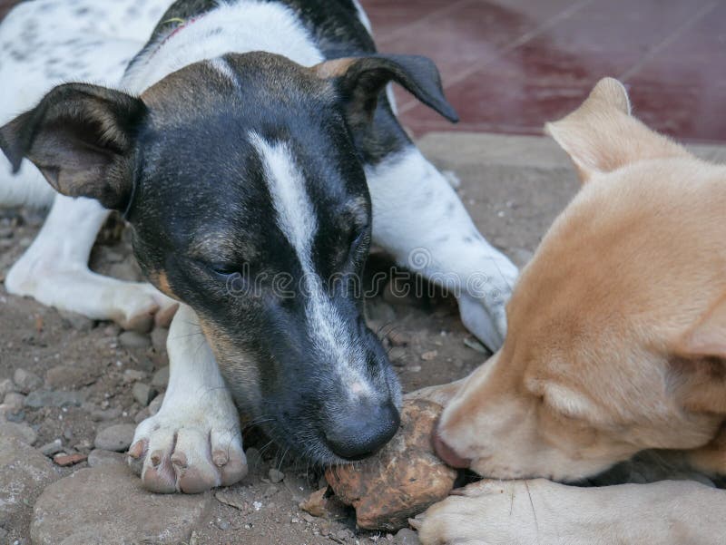 Mongrel Dogs Playing with a Rock Stock Photo - Image of life, playing ...