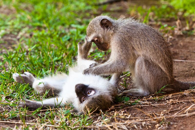 Two Monkey Playing on the Ground Stock Photo - Image of animal ...