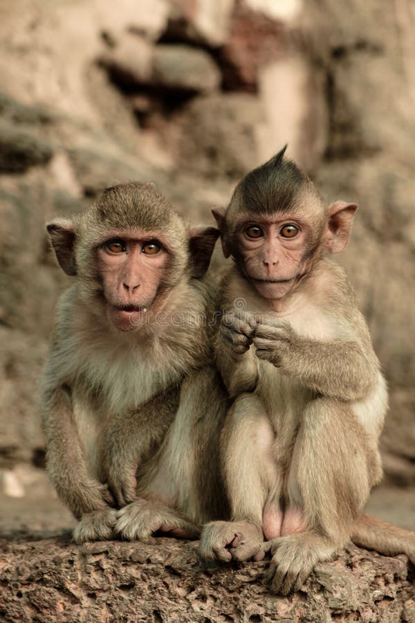 Two monkey stock photo. Image of portrait, head, eyes - 68698582