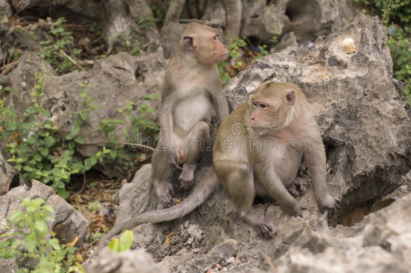 Two monkey stock image. Image of corn, amazon, brown - 58620255