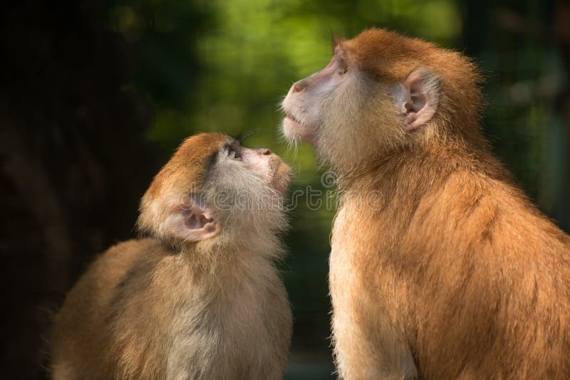Two monkey s relations stock photo. Image of relaxation - 58652996