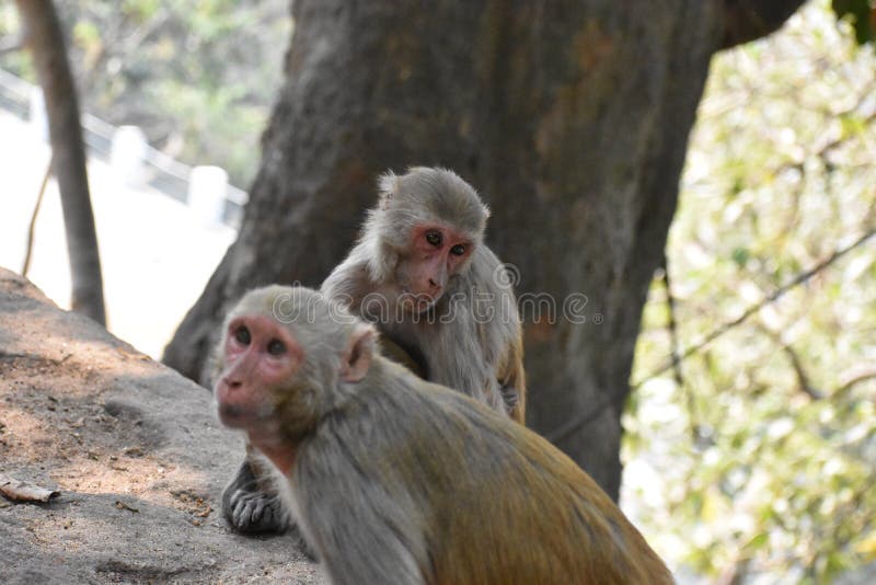 Two Monkey Seating Pose Road Side Jungle Stock Image - Image of posing ...