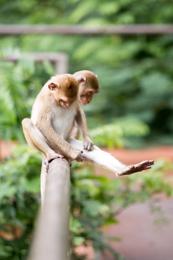Two Monkey are Sitting on the Fence Stock Image - Image of wildlife ...