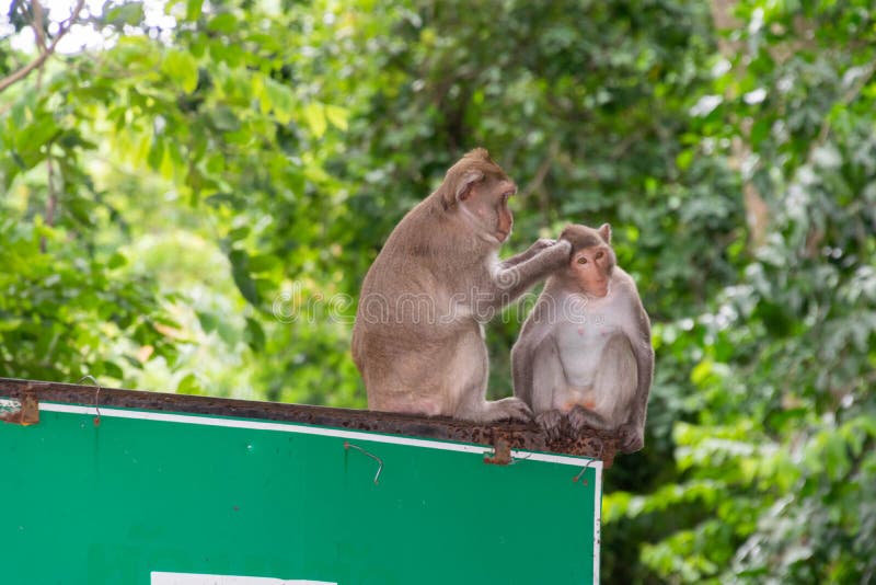 Two monkey. stock photo. Image of shrimp, refreshing - 120154442