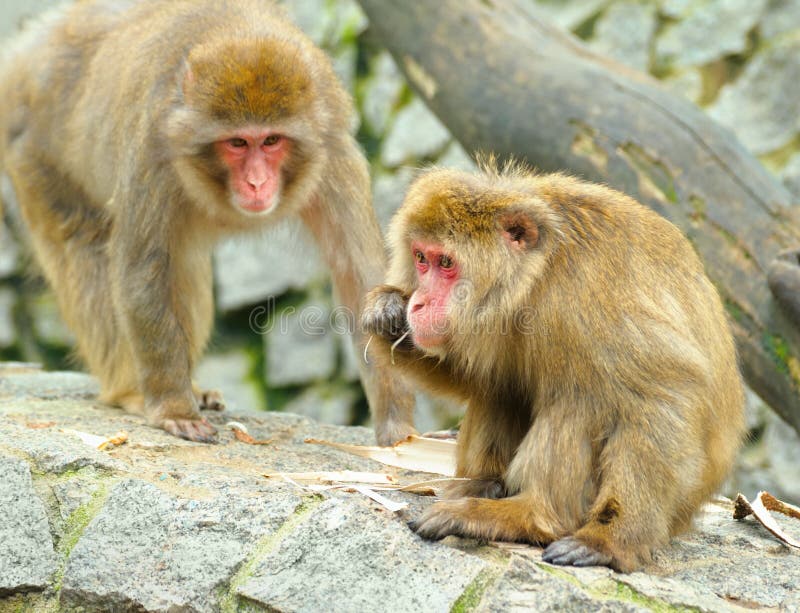 Two monkeys stock image. Image of endangered, food, jungle - 14895767