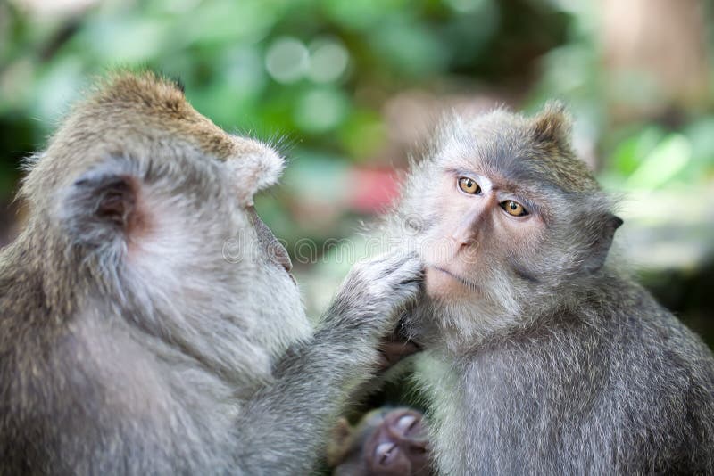 Two Monkeys Looking Each Other Stock Photos - Free & Royalty-Free Stock ...