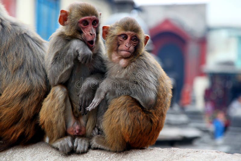 Two monkeys stock photo. Image of travel, relaxing, leisure - 23351938