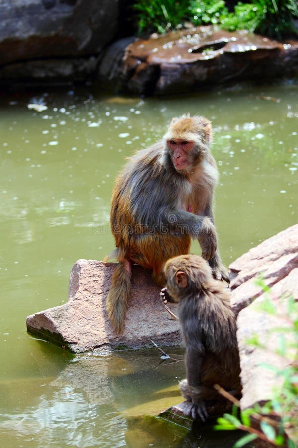 Two Monkeys stock photo. Image of animal, sociality, wildlife - 27287992
