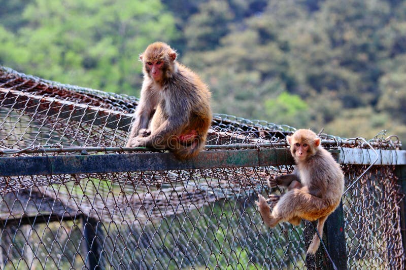 Monkeys stock image. Image of partner, monkey, serve - 13173003